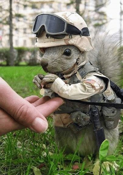 Squirrel chasing robot (object detection) | SquirrelRobot